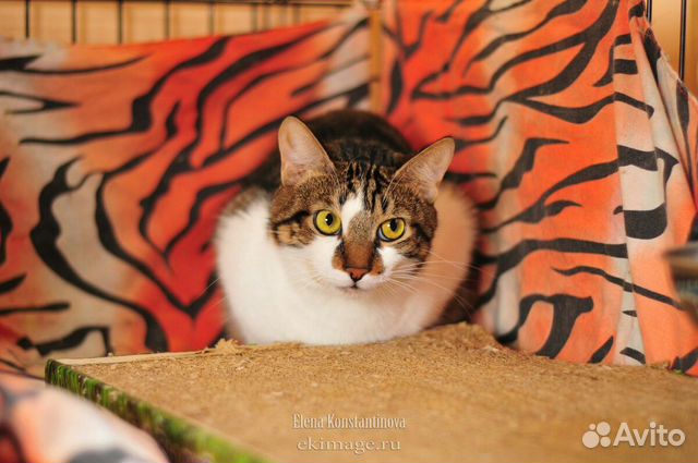 Котик Барни ждёт в приюте
