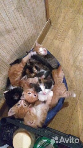 Котята на любой вкус