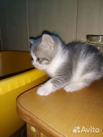 Котята "Невской маскарадной"