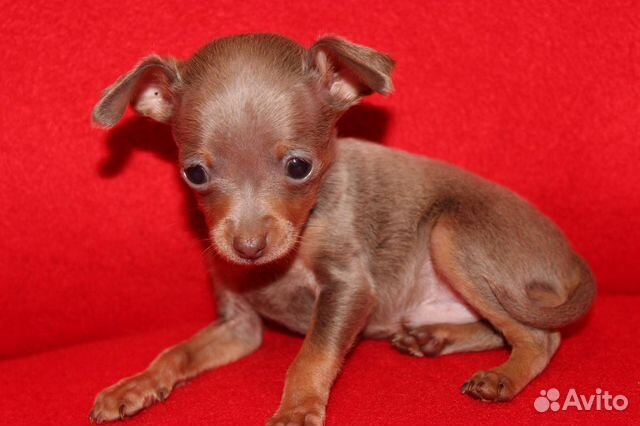 Крошечные тойчики (РКФ)