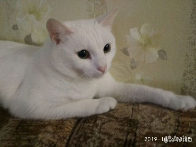 Белоснежный котенок