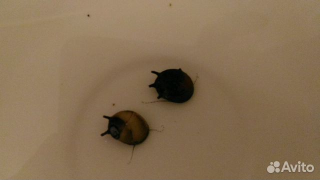 Рогатая улитка неретина