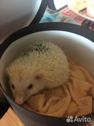 Ёжик с клеткой