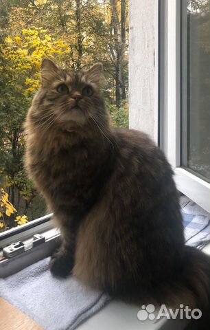 Девочка Симочка в добрые руки