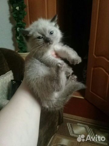 Котёночек девочка