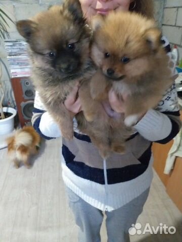 Шпицы 1,5 месяца