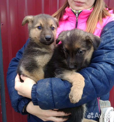 Щенки