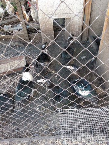 Индоутята 3 месяца