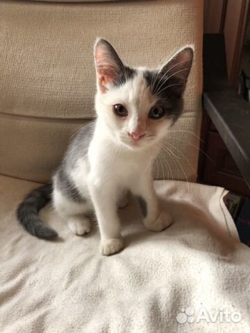 Котенок мальчик 3,5 мес бесплатно