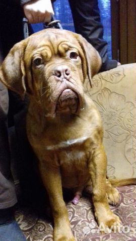 Продается щенок бордосского дога
