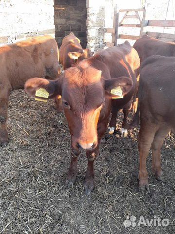 Продаются бычки
