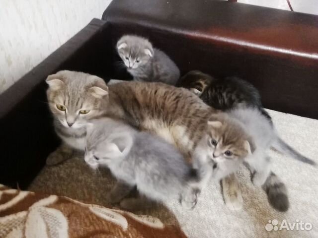 Продам котят