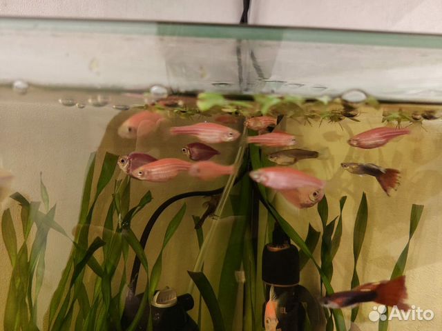 Данио гло розовые