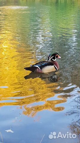 Продам уток каролинки 2019г или обменяю