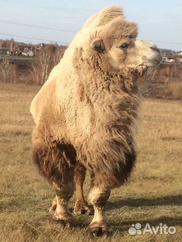 Продам верблюда