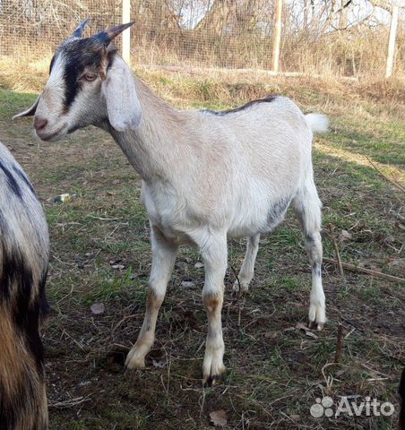 Продаётся 87 Альпа нубийский козлик