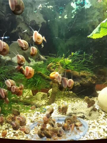 Улитка и меченосец