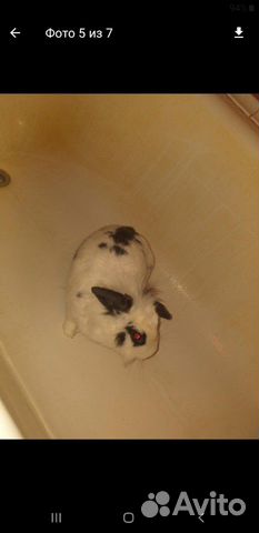 Кролик бабочка