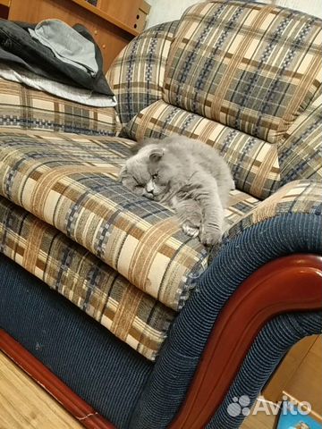 Котенок британский вислоухий