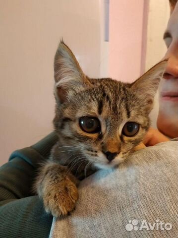 Котенок Стелла из приюта лис