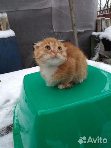 Котенок мальчик вислоухий в дар