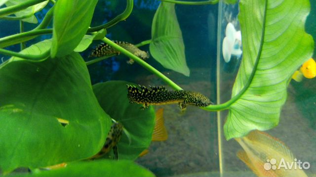 Полиптерус орнатипинис