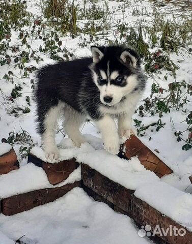 Щенки сиб. Хаски