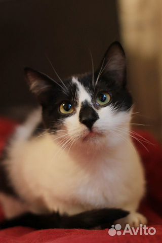 Ласковая девулька Капелька 7 мес ищет дом