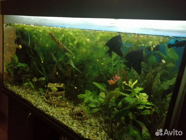 Аквариумные растения