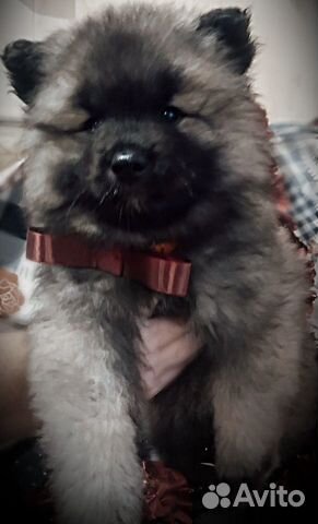 Вольфшпиц (кеесхонд)