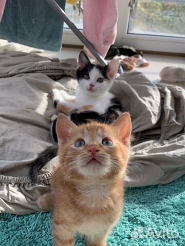 Очаровательный Мистер Лапкин