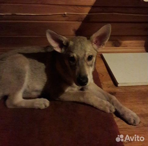 Щенок по имени Мышка