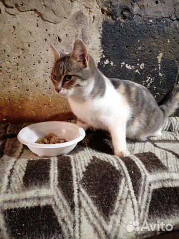 Найдена Кошка, ищет дом