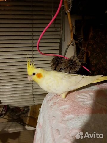 Попугай Корелла, самец лютино