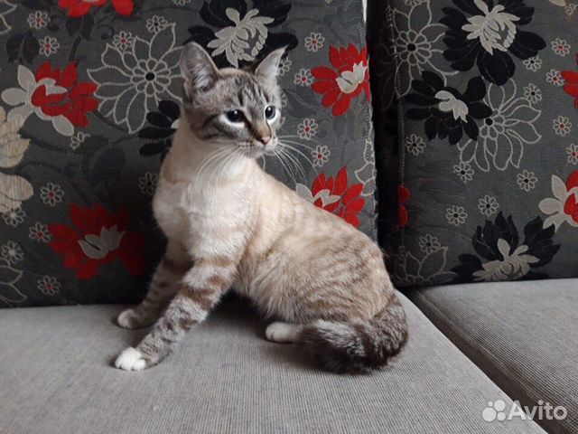 Кошечке подростку ищу дом