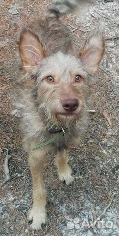 Боцман ищет дом