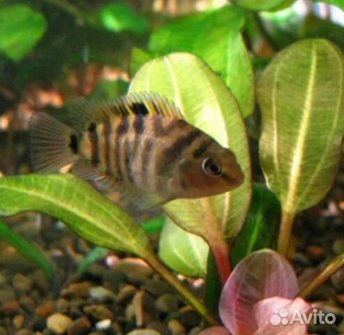 Мальки Цихлазомы