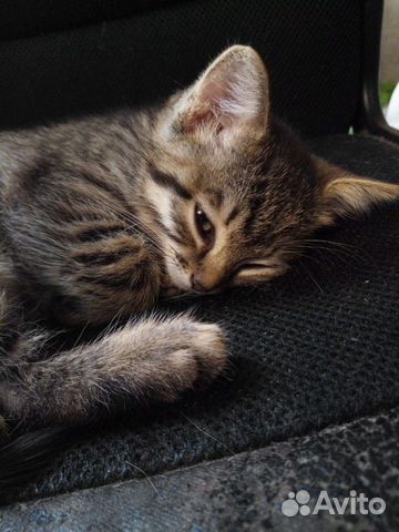 Котята бесплатно
