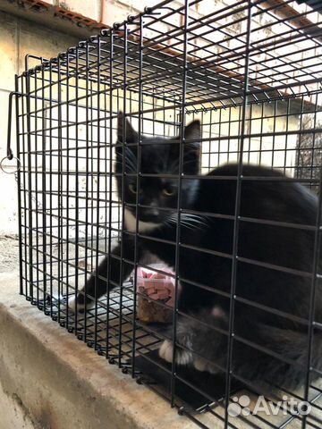 Котята ждут добрых хозяев