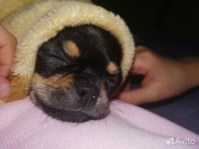 Шикарная брюнетка с кукольном личиком