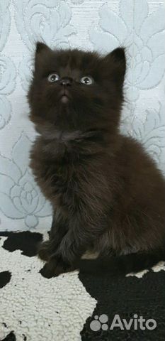 Прямоухий подарок к Новому году :3