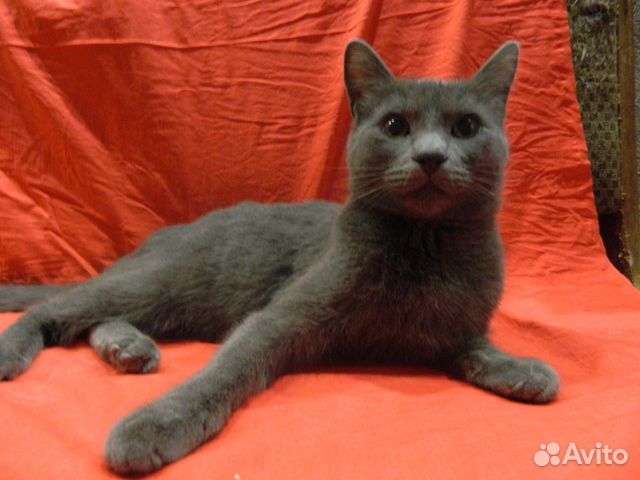 Котик