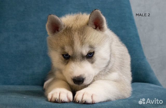 Хаски - волчата из питомника