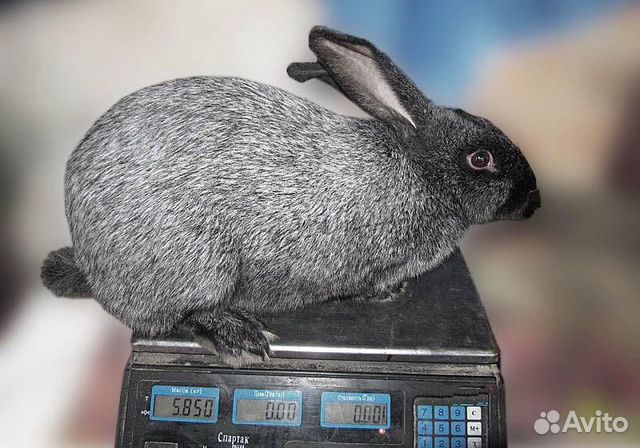 Самцы Полтавское серебро