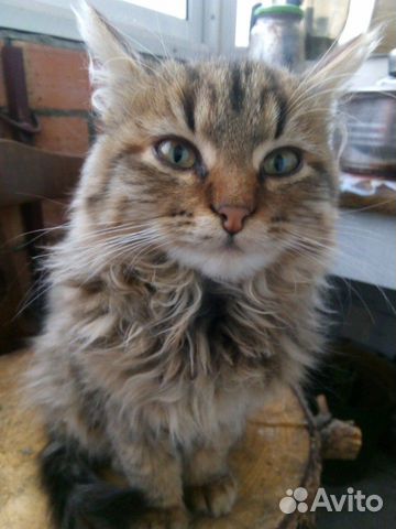 Сибирский котёнок девочка