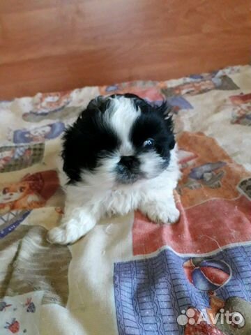 Продаю Щенок пекинеса