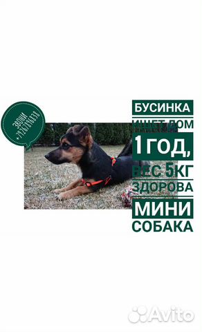 Мини собака ищет дом