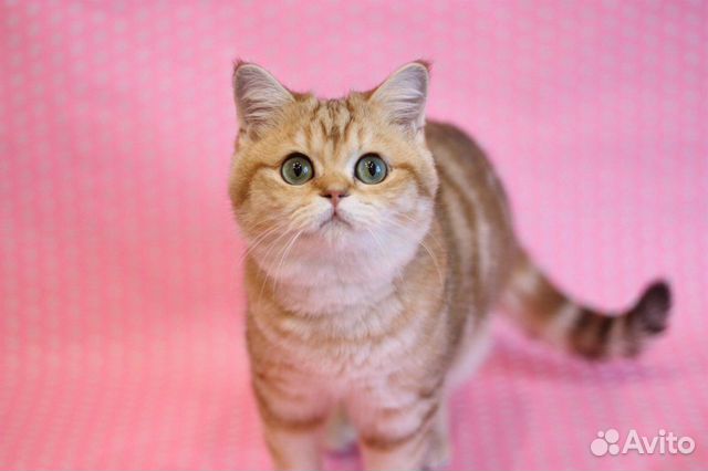 Плюшевый британский котенок