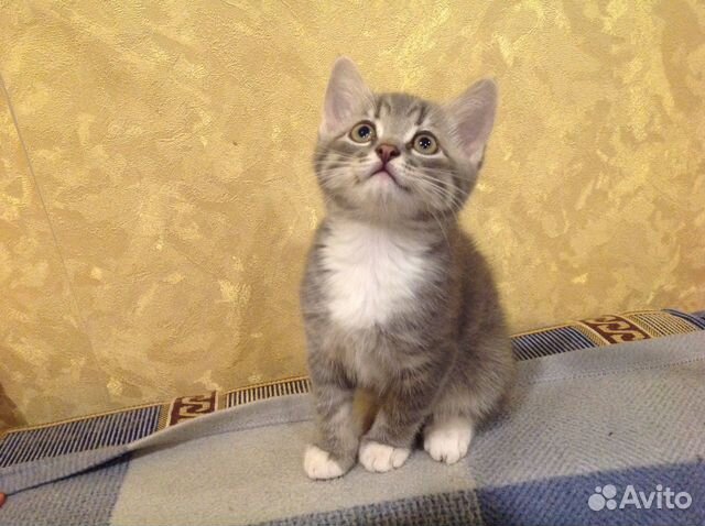 Метис шотландской