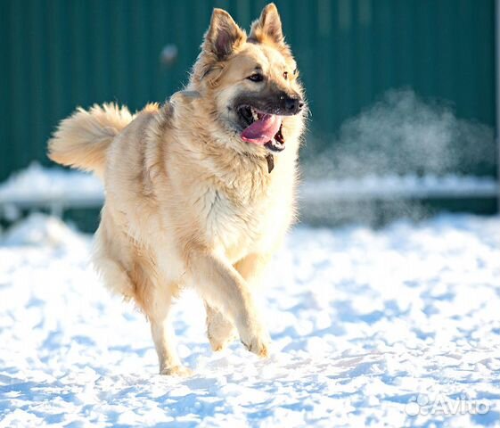 В добрые руки, собака для всей семьи